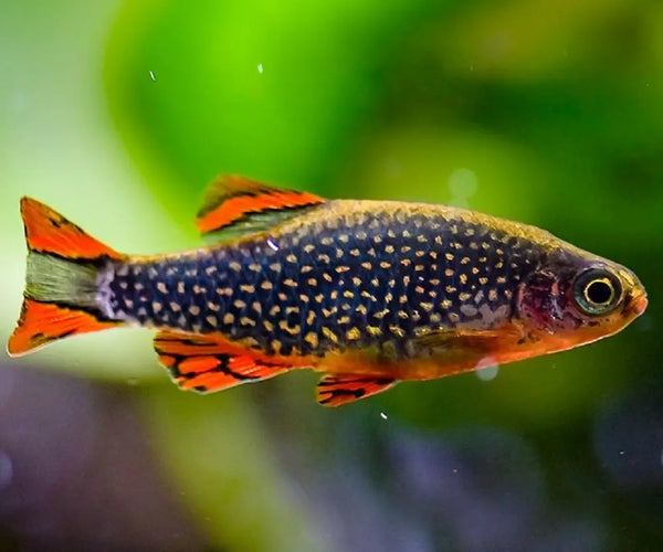 microrasbora galaxy comprar